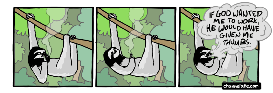 Lazy sloth. : r/sloths